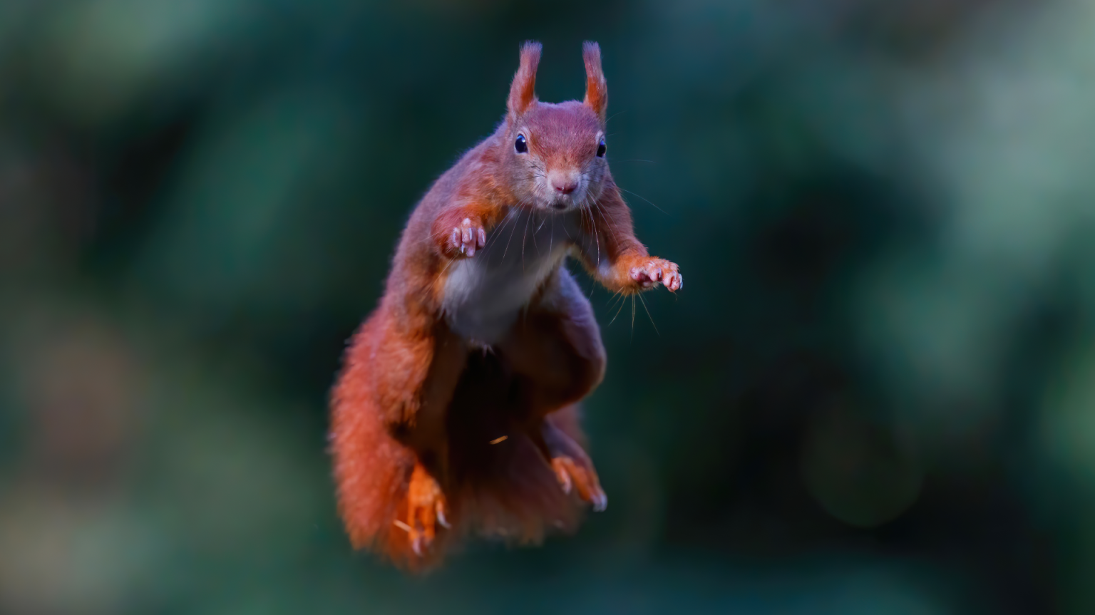 The furry acrobat of Portuguese forests - Biodiversidade