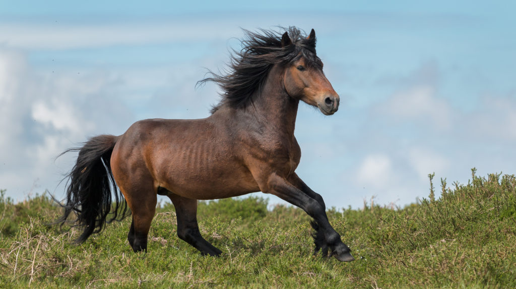 Garrano, Portugal’s noble horse