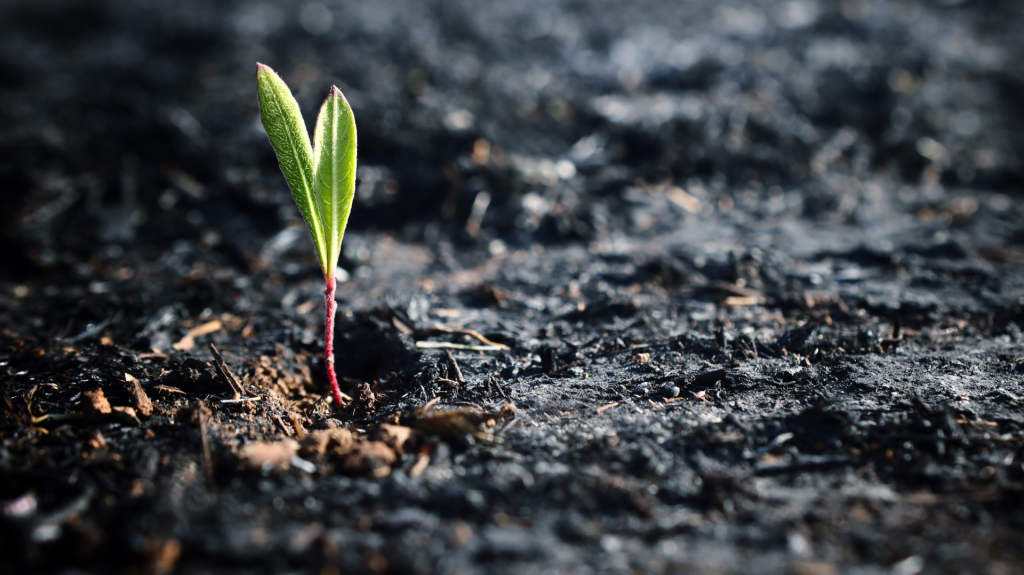 Pioneer species: immeasurable ecological value